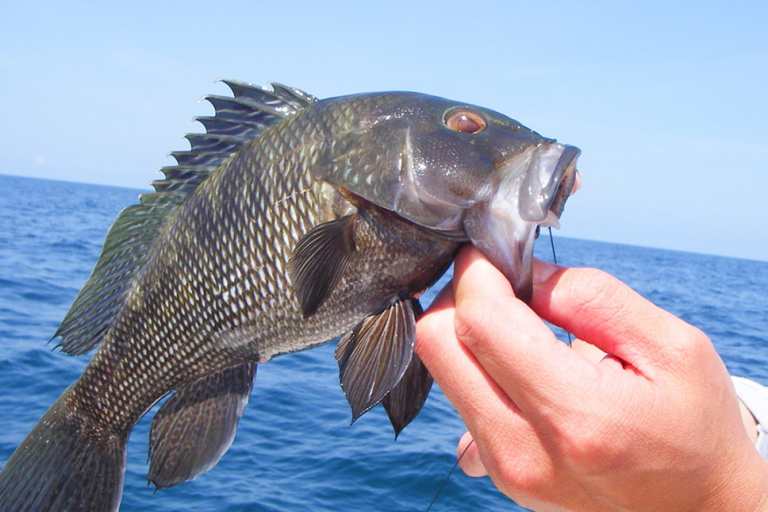 Black Sea Bass – RI Fishing