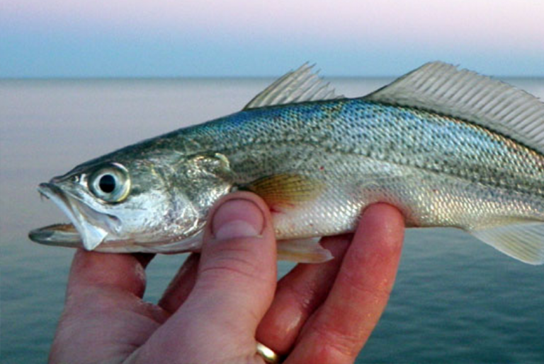 Weakfish (Squeteague) – RI Fishing